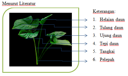 Maulidious Blog: Daun tunggal dan bagian-bagiannya