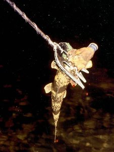 HarborWare, Official Blog: Gigging for Suckers, Southwest Missouri’s ...