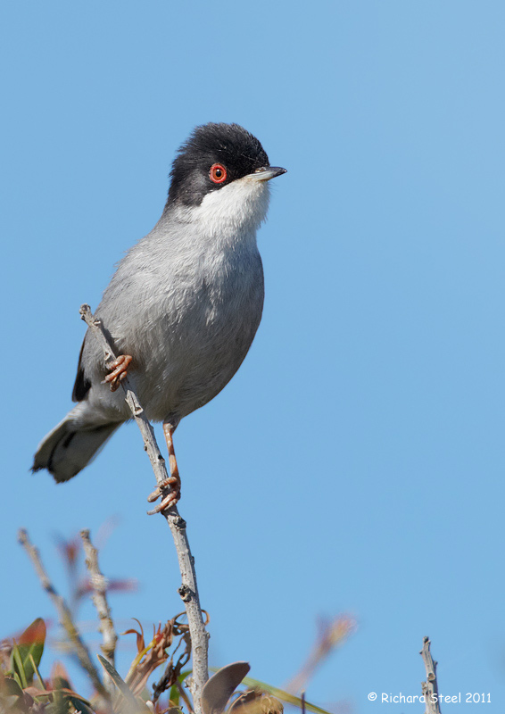 Birding Is Fun!: Beautiful Balearic Birds