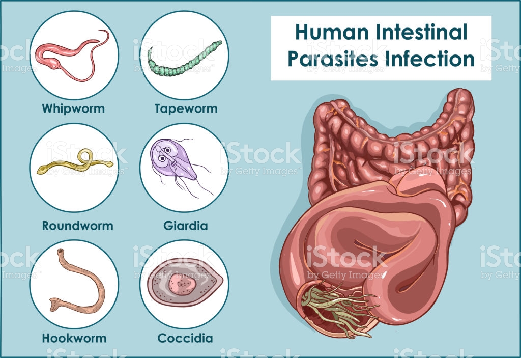 Parásitismo: Parasitos Intestinales