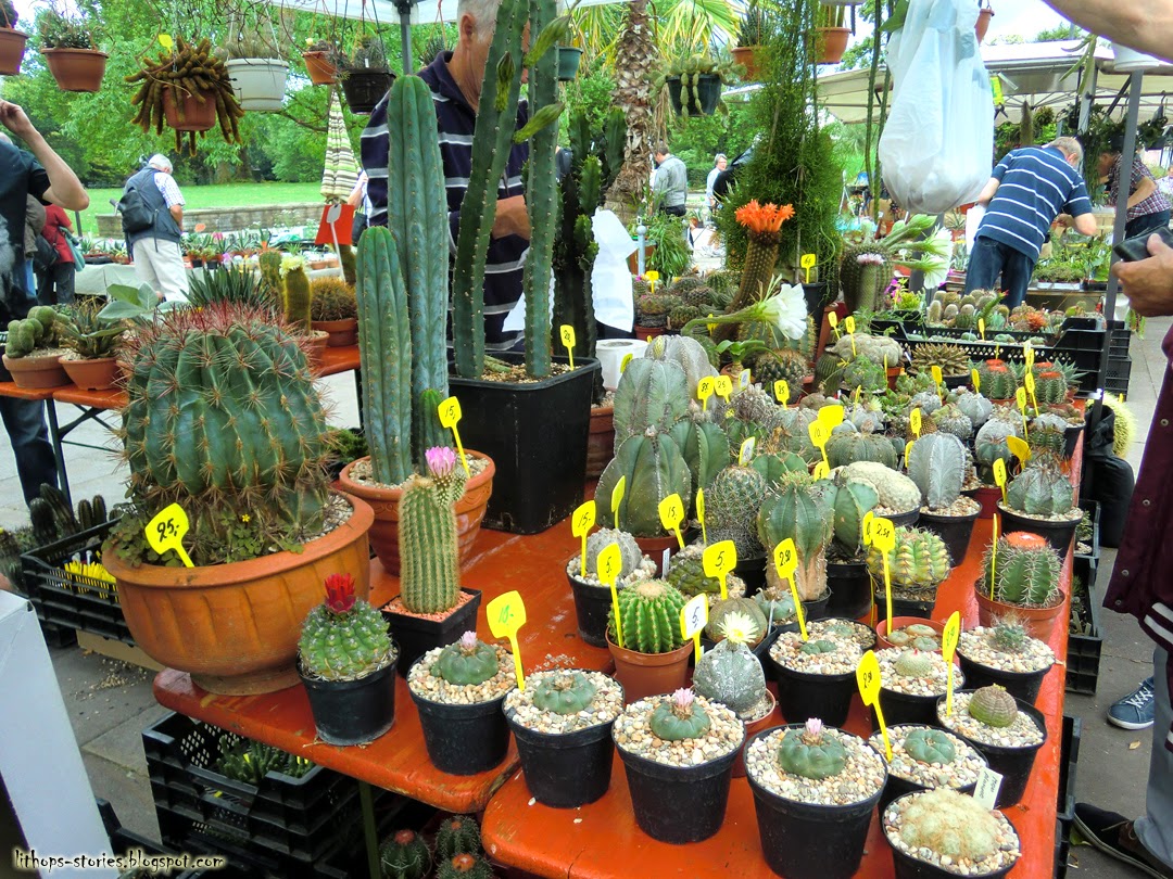 Lithops Stories: Cactus & Succulent Market in Essen (33 pics)