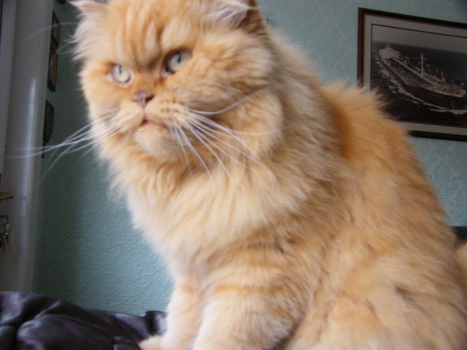 Angel Ginger Jasper: The tiny soldier.......