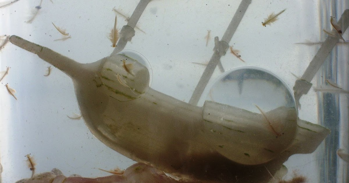 Topical Tens: 16 May: Sea Monkey Day