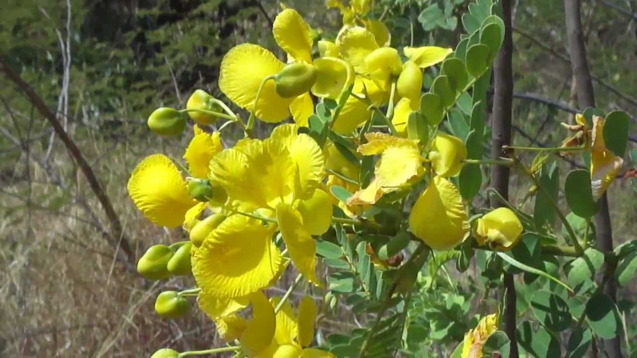 Avarampoo Health Benefits