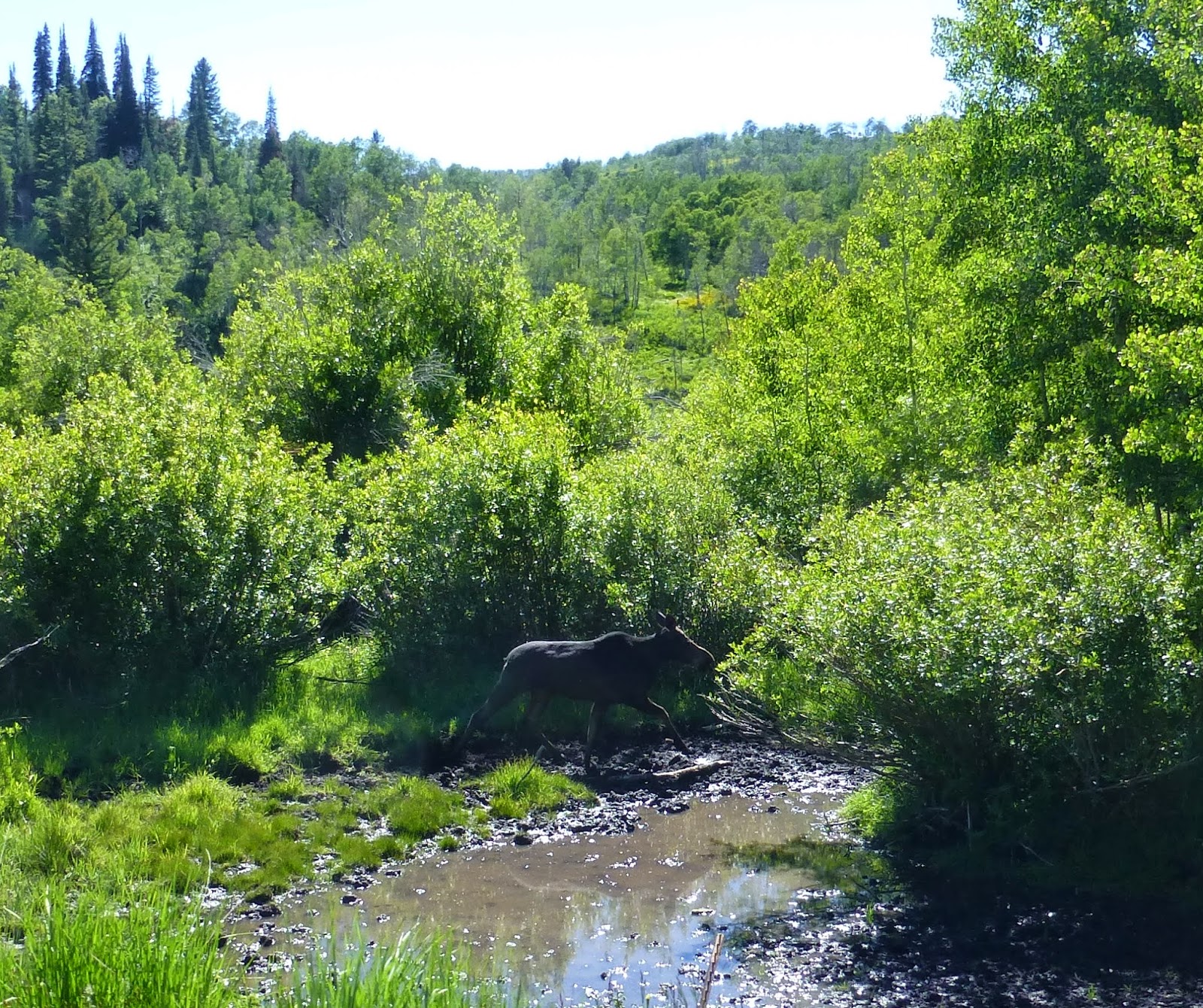 Utah Fisherman: Majestic Bear Lake