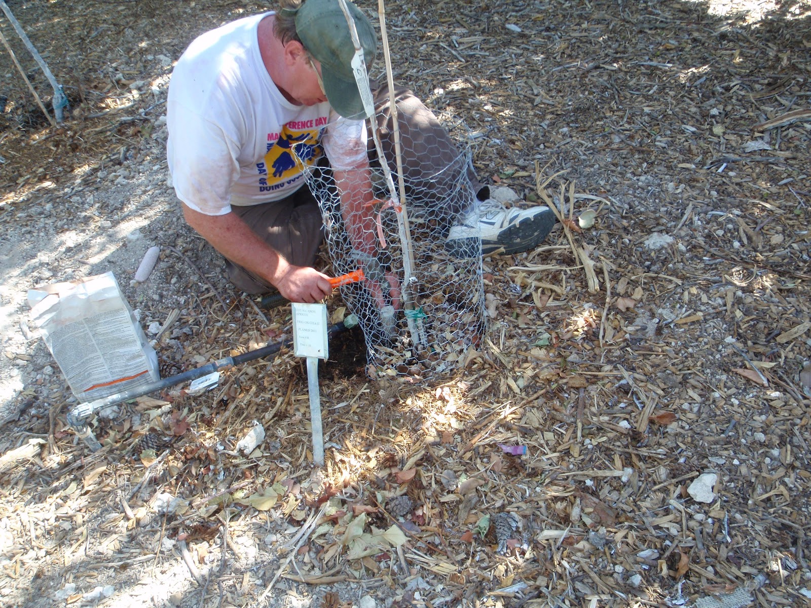 Xtremehorticulture of the Desert: When to Fertilize Fruit Trees ...