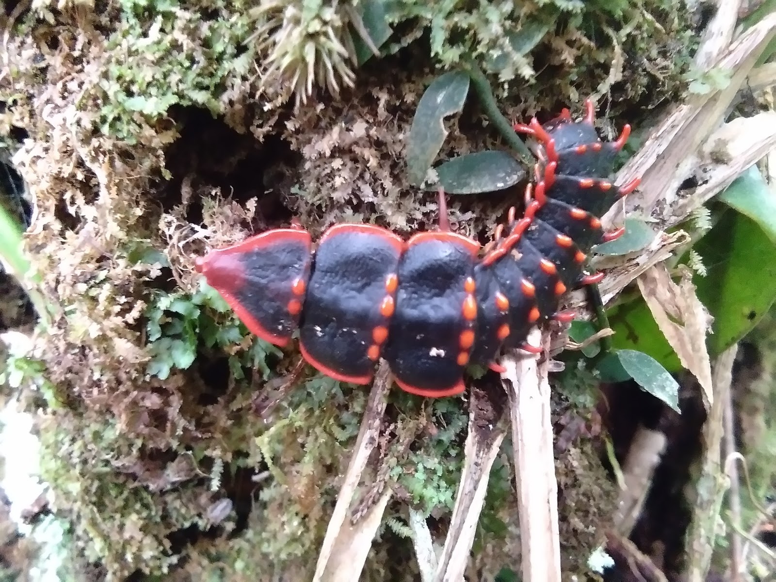 MT TRUSMADI VIA SINUA: PENDAKIAN GUNUNG TRUSMADI