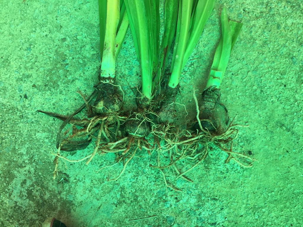 PEMBIAKAN VEGETATIF (BEBAWANG/BULBS) & CANTUMAN BAJI