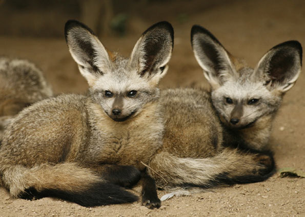 Animais e Natureza, os donos do Planeta: Feneco