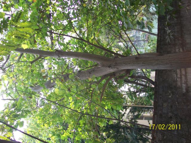 Prakruti -Mother Nature: Indian Coral tree-Mandara