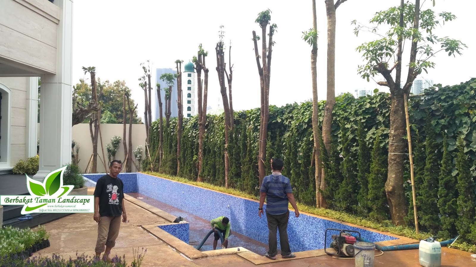 Jual Pohon Pule Murah Atau Pohon Pulai Alstonia Scholaris - Tukang ...