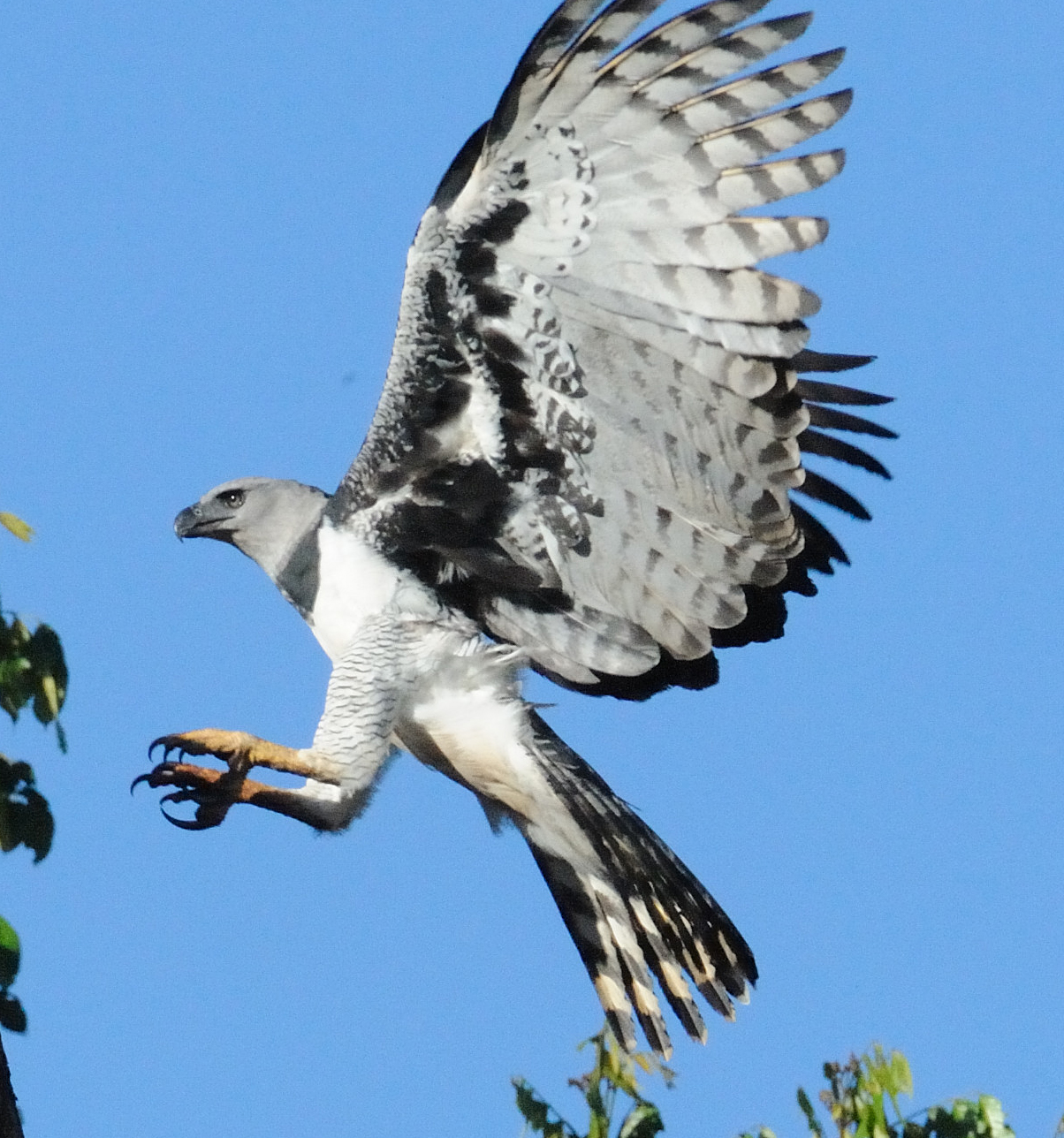 Águila Harpía (Harpia harpyja)