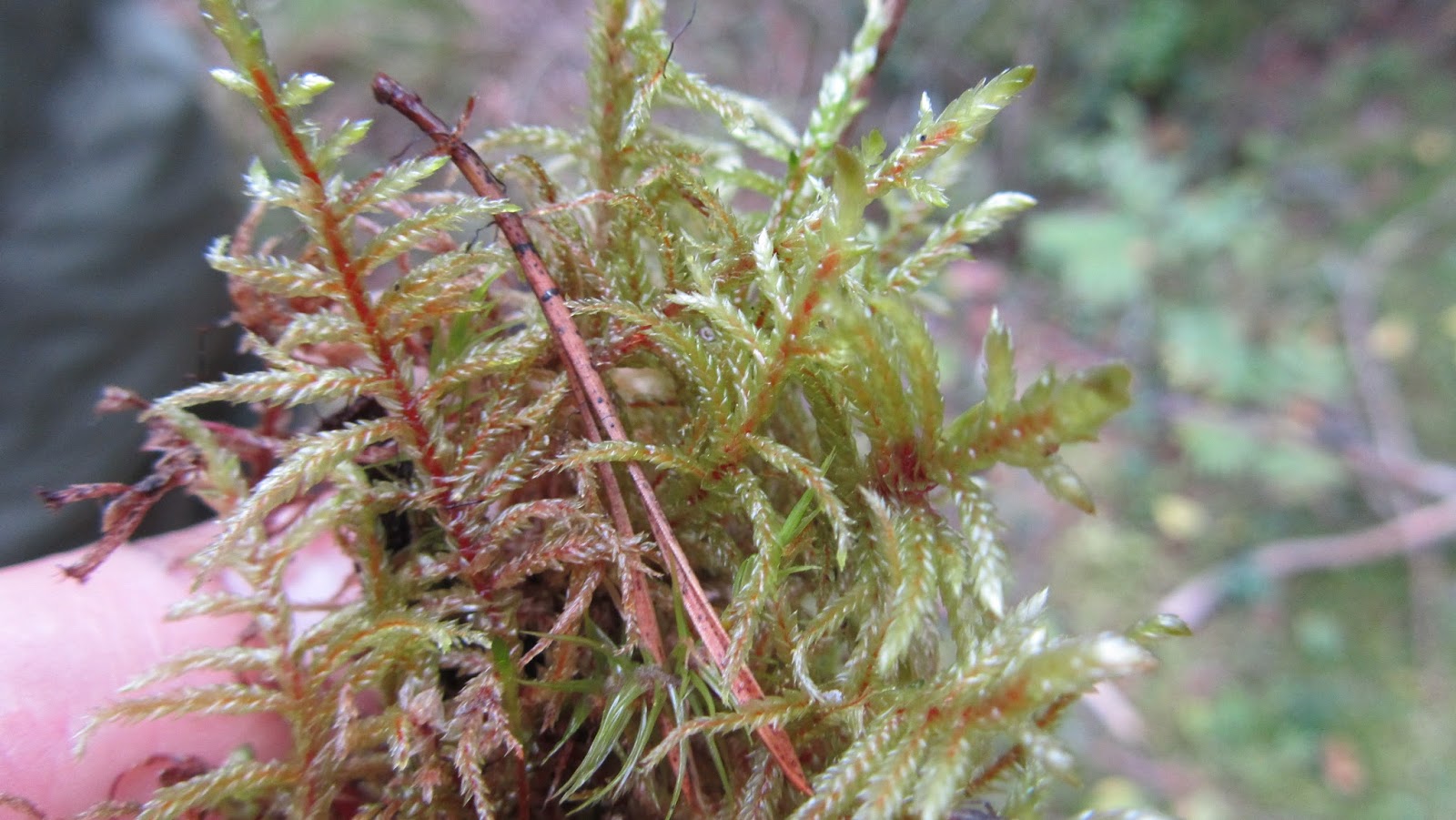 Proper Wild Mind: Safety first Safety second