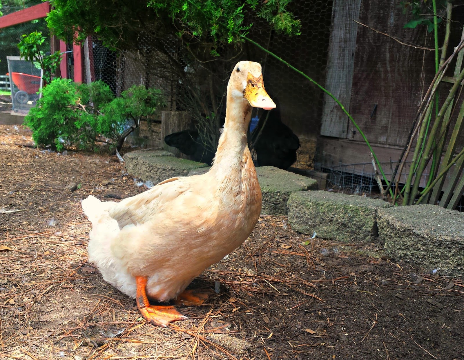 Water Belly or Ascites in Backyard Chickens - Fresh Eggs Daily® with ...