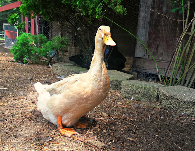 Water Belly or Ascites in Backyard Chicken Flocks - Fresh Eggs Daily ...