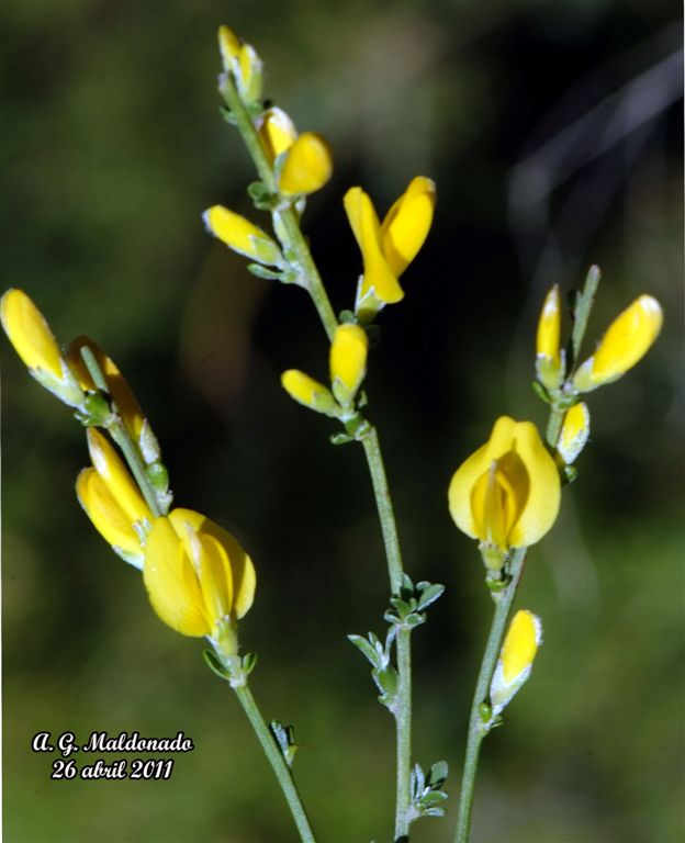 BIODIVERSIDAD COSTA GRANADINA Y...: Retama basta, arnacho, bolina ...