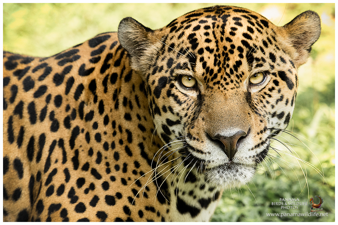 A visit to Summit Park (Parque Municipal Summit) Pt. 2