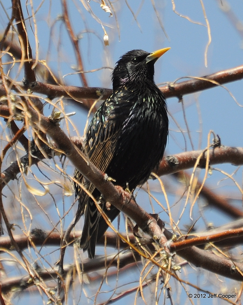 NeoVista Birds and Wildlife: Love The One Your With...Even if it is a ...