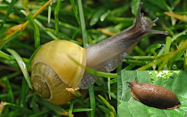 BIBOCA AMBIENTAL : LESMA, CARACOL, OU CARAMUJO?