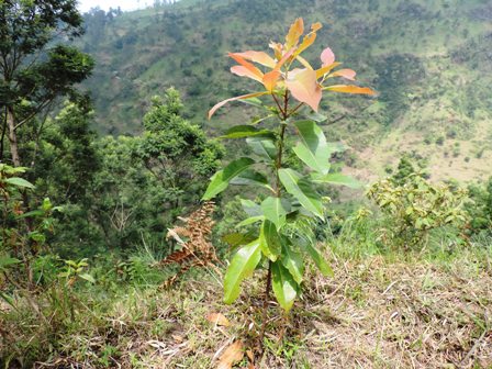 PUSPA (Schima wallichii) di Merbabu (10) - FADEL5116