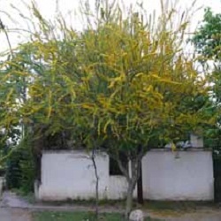 Paisajista Laila Huber: ÁRBOLES NATIVOS: Cercidium praecox o ...