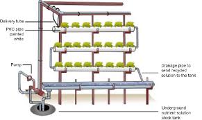 BUKU TANAMAN PENDIDIKAN KHAS: TANAMAN BUAH-BUAHAN DAN TANAMAN MODEN ...