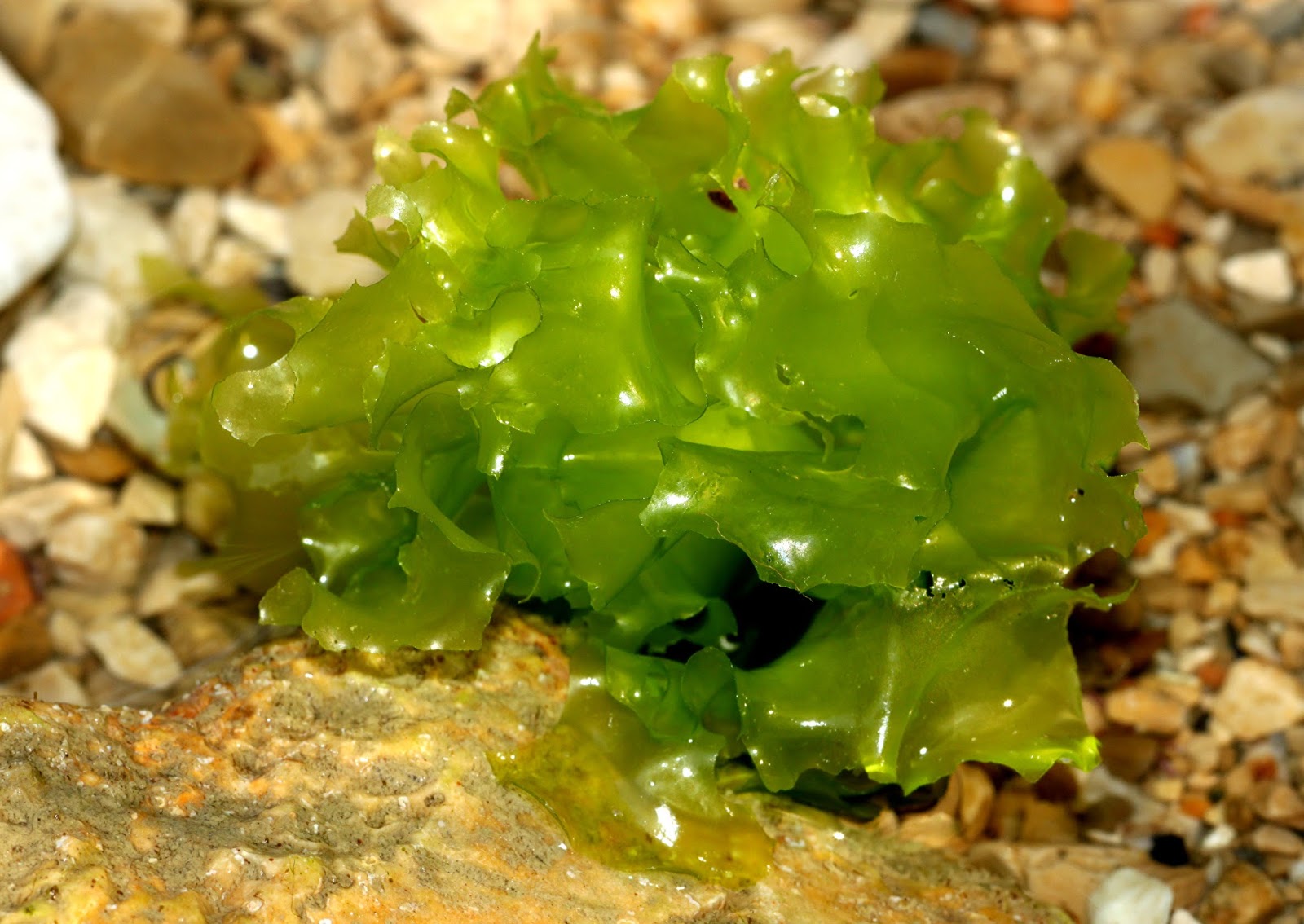El rincón del nudibranquio. : Lechuga de mar (Ulva lactuca)