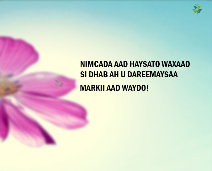 Nimcada - Xikmad | Xikmado