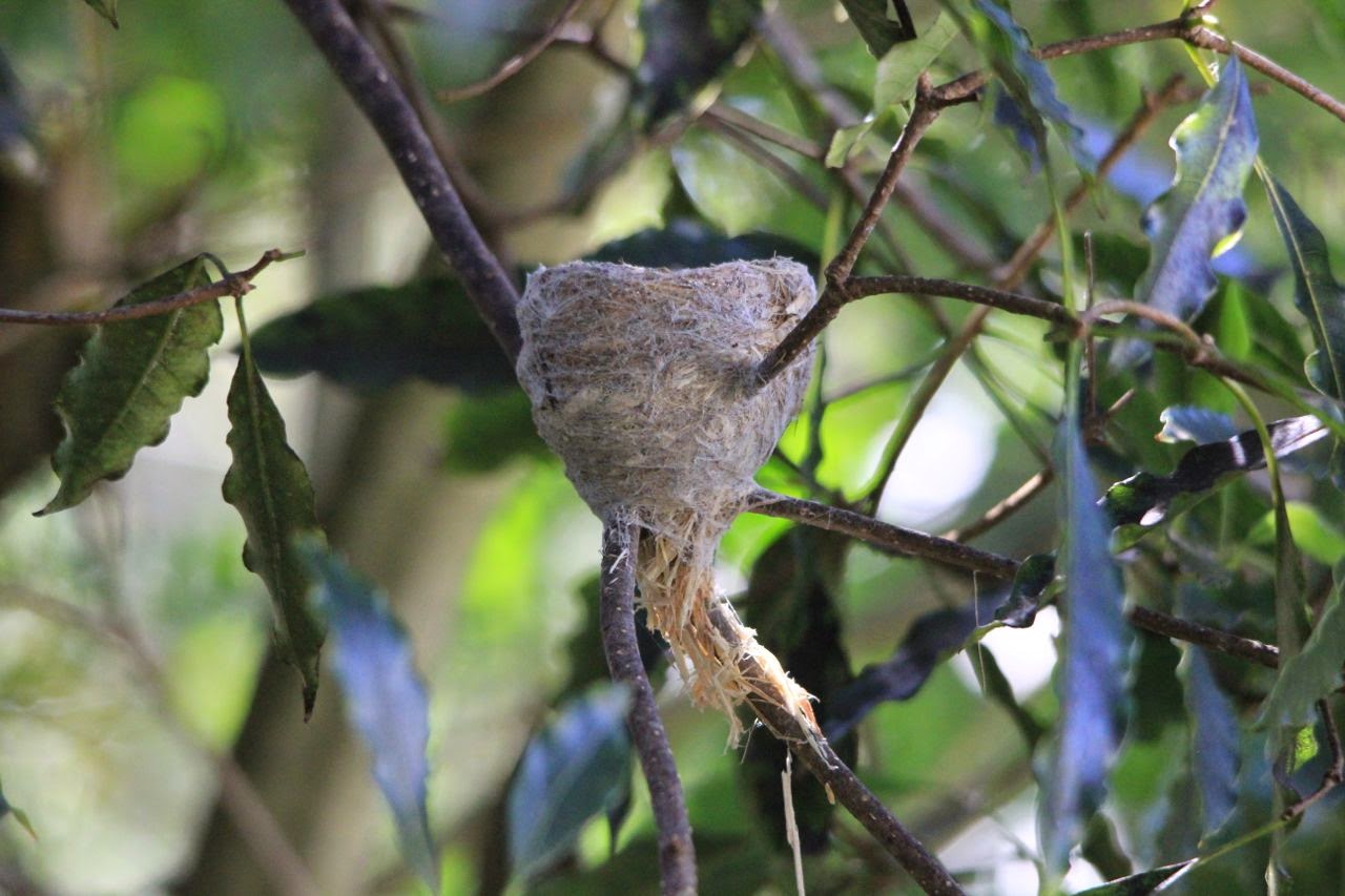 Pete's Flap Birding Aus: Grey fantail nest building, Phillip Island birds