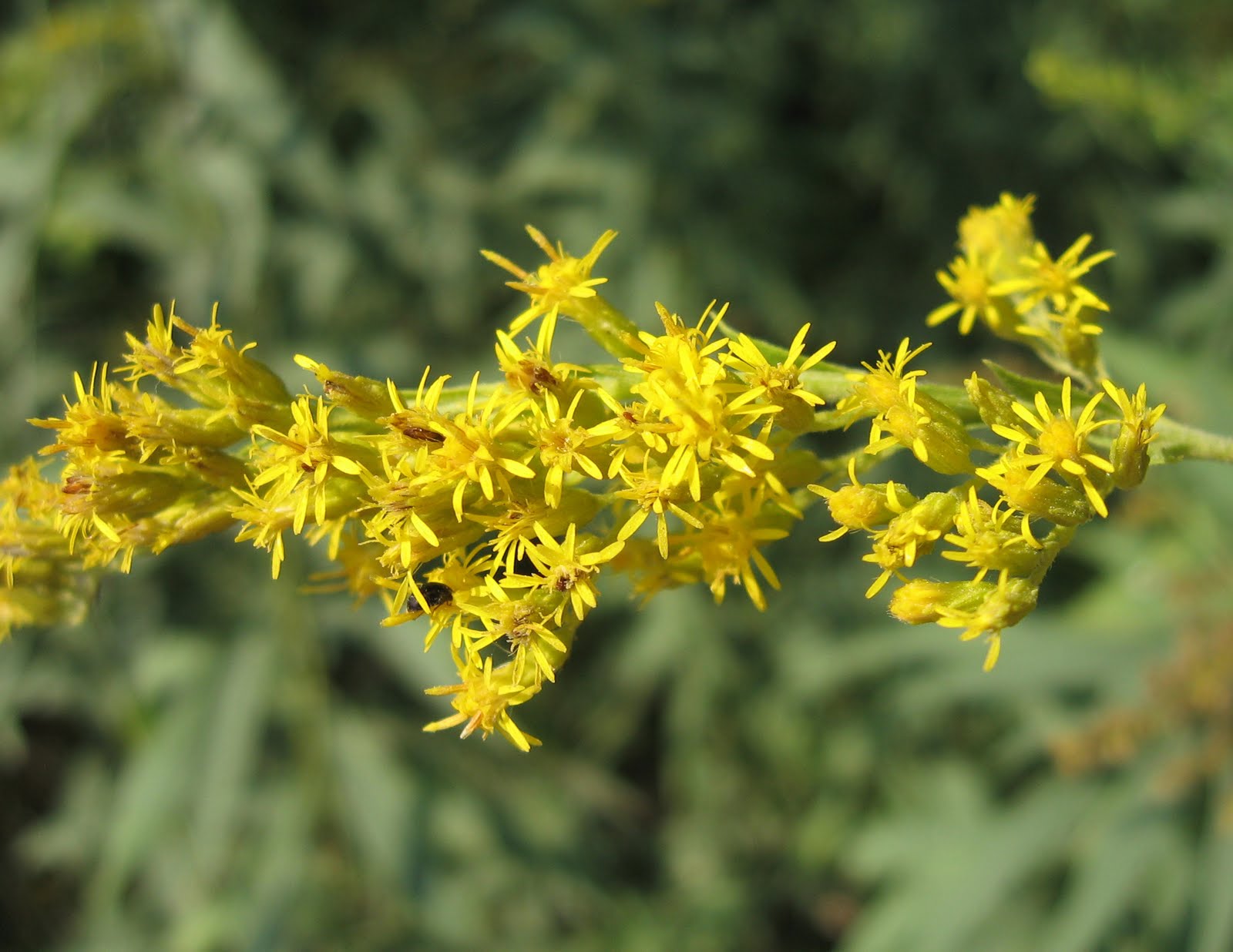 Tangled Web: Getting a Grip on Goldenrods