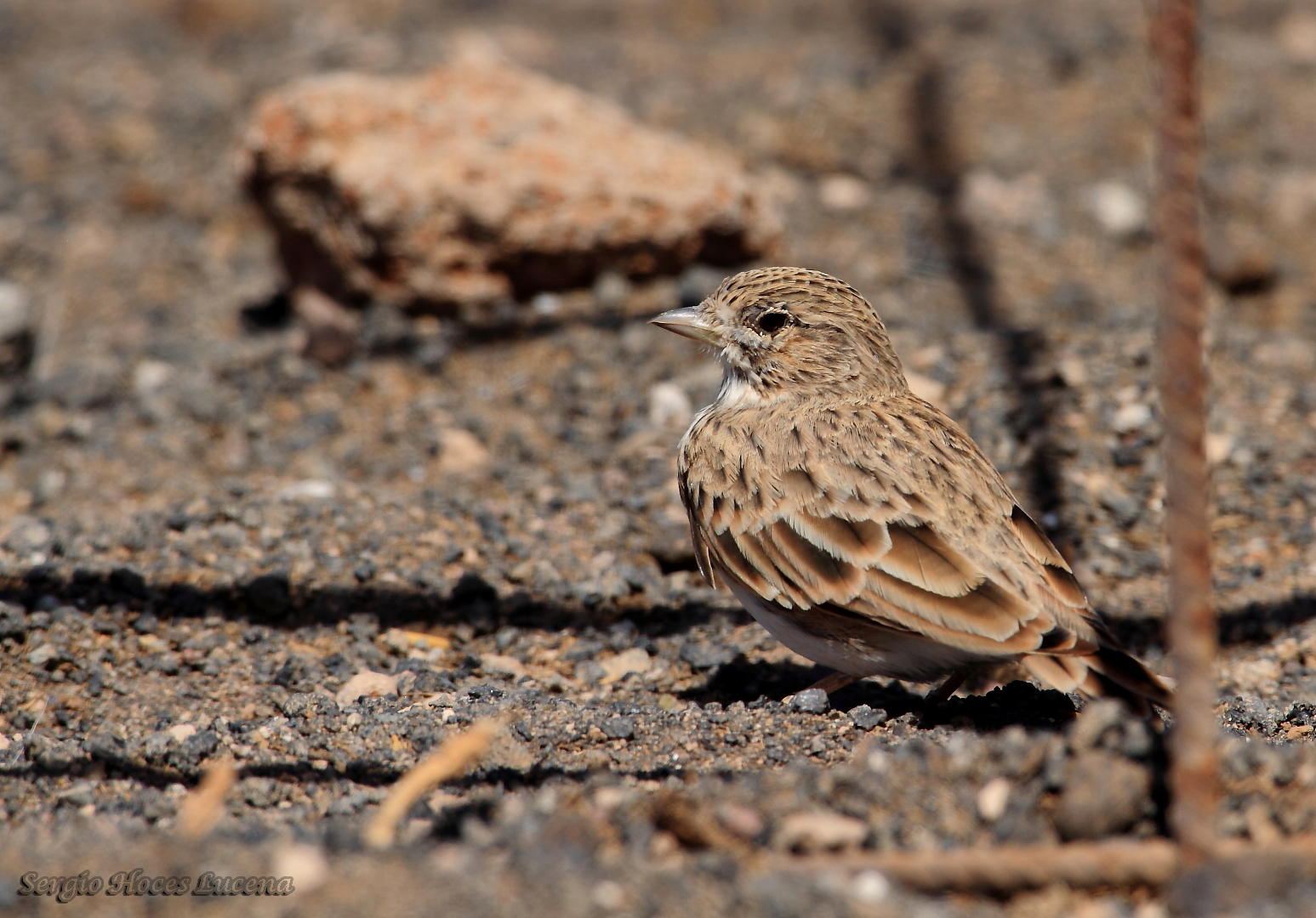 Viajes, Salidas, Naturaleza, (Fotografía).: Terrera Marismeña ssp ...