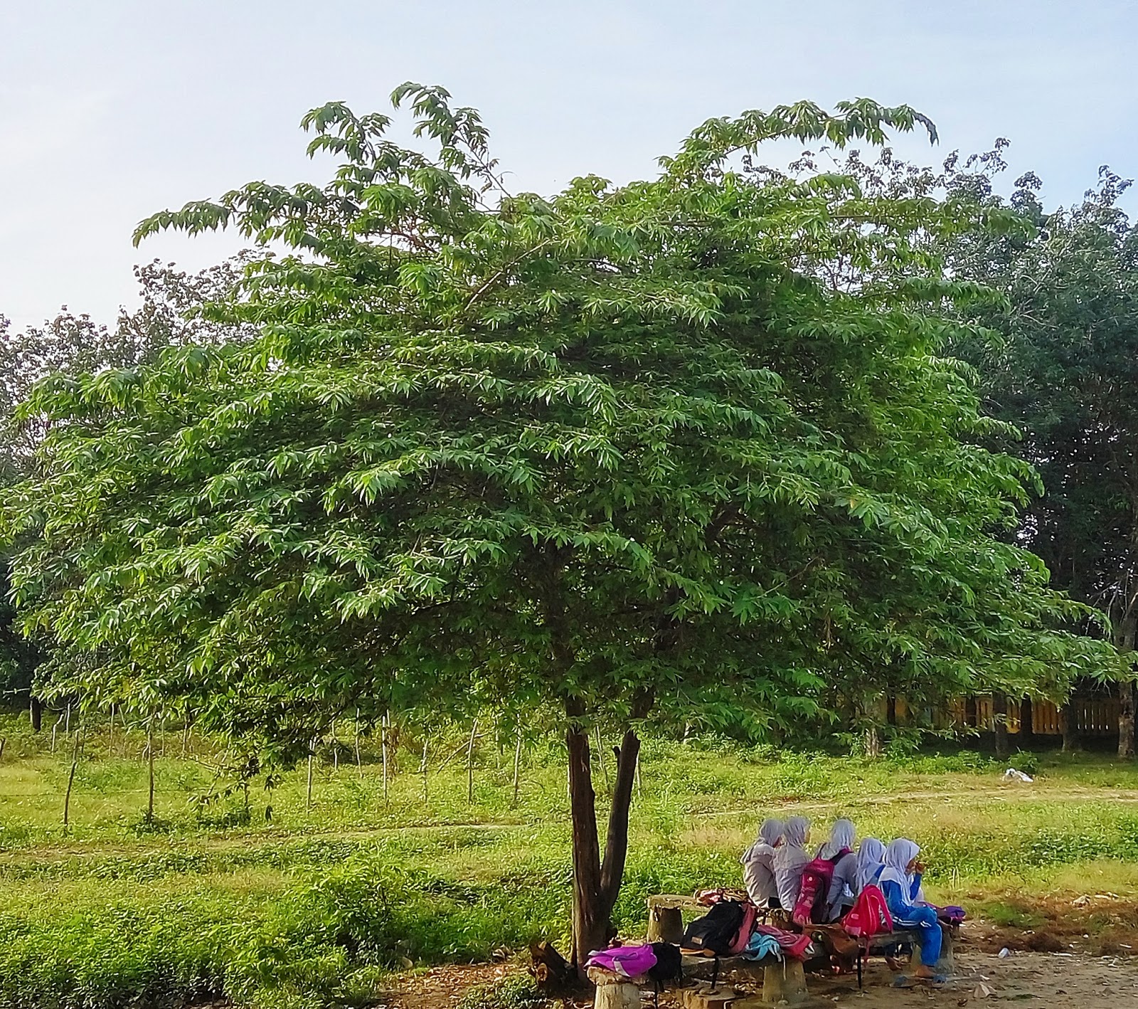 Manfaat Buah dan Daun Seri untuk Kesehatan - Pondok Belajar