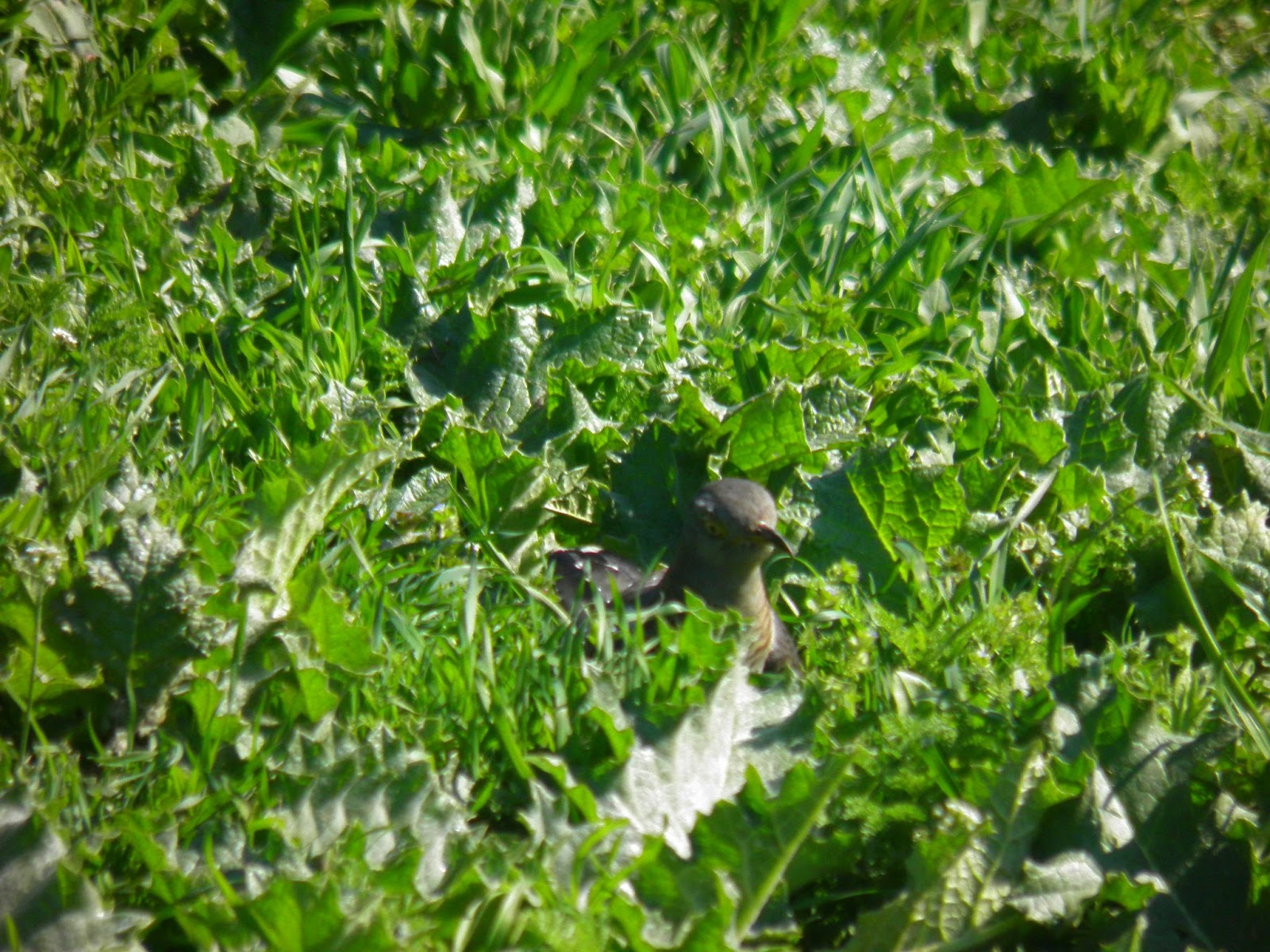 PASARI DIN ROMANIA: CUCUL (2), Cuculus canorus