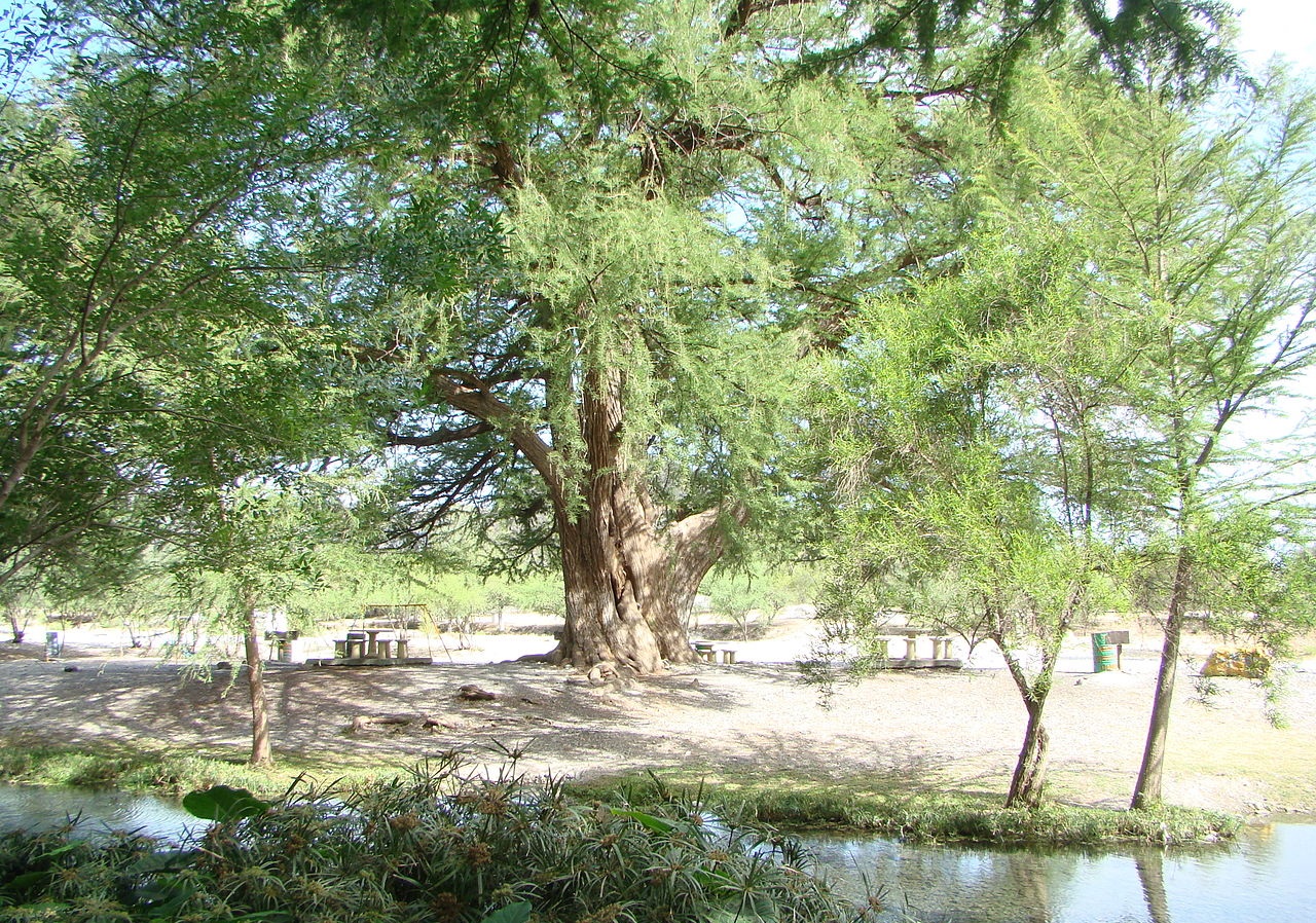 Trees Planet: Taxodium mucronatum – Montezuma Bald Cypress