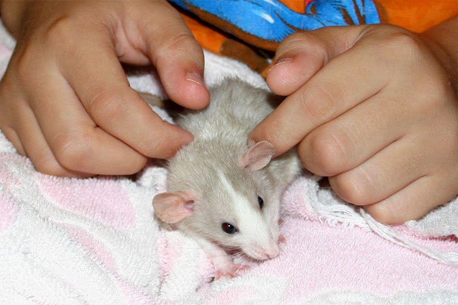 Ratropolis: What Every Rat Owner Should Know About High White and Megacolon