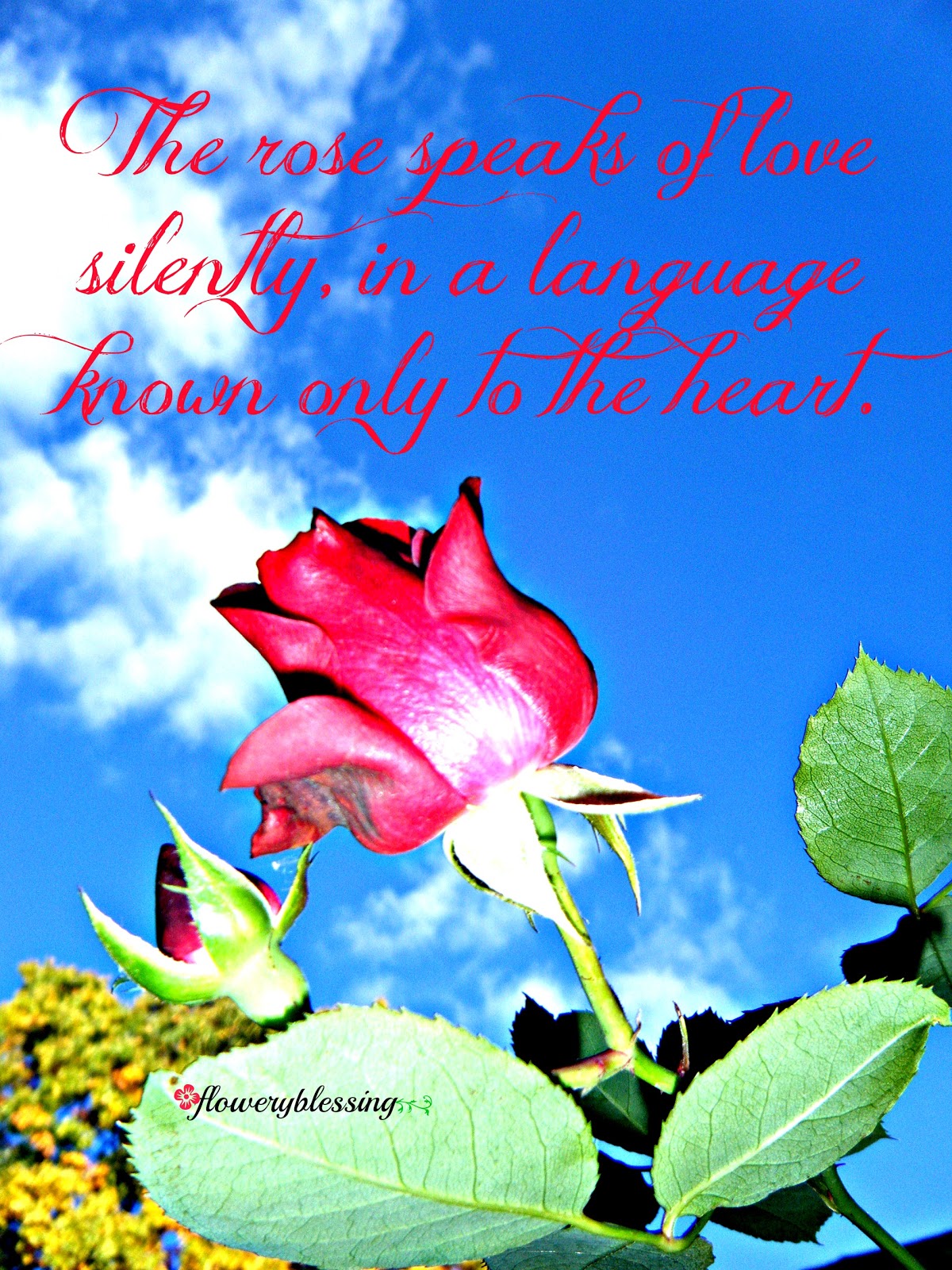 Flowery Blessing: The rose speaks of love silently, in a language known ...