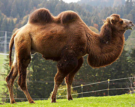 Welcome To Fun2shh World: Camel Animal Wallpapers