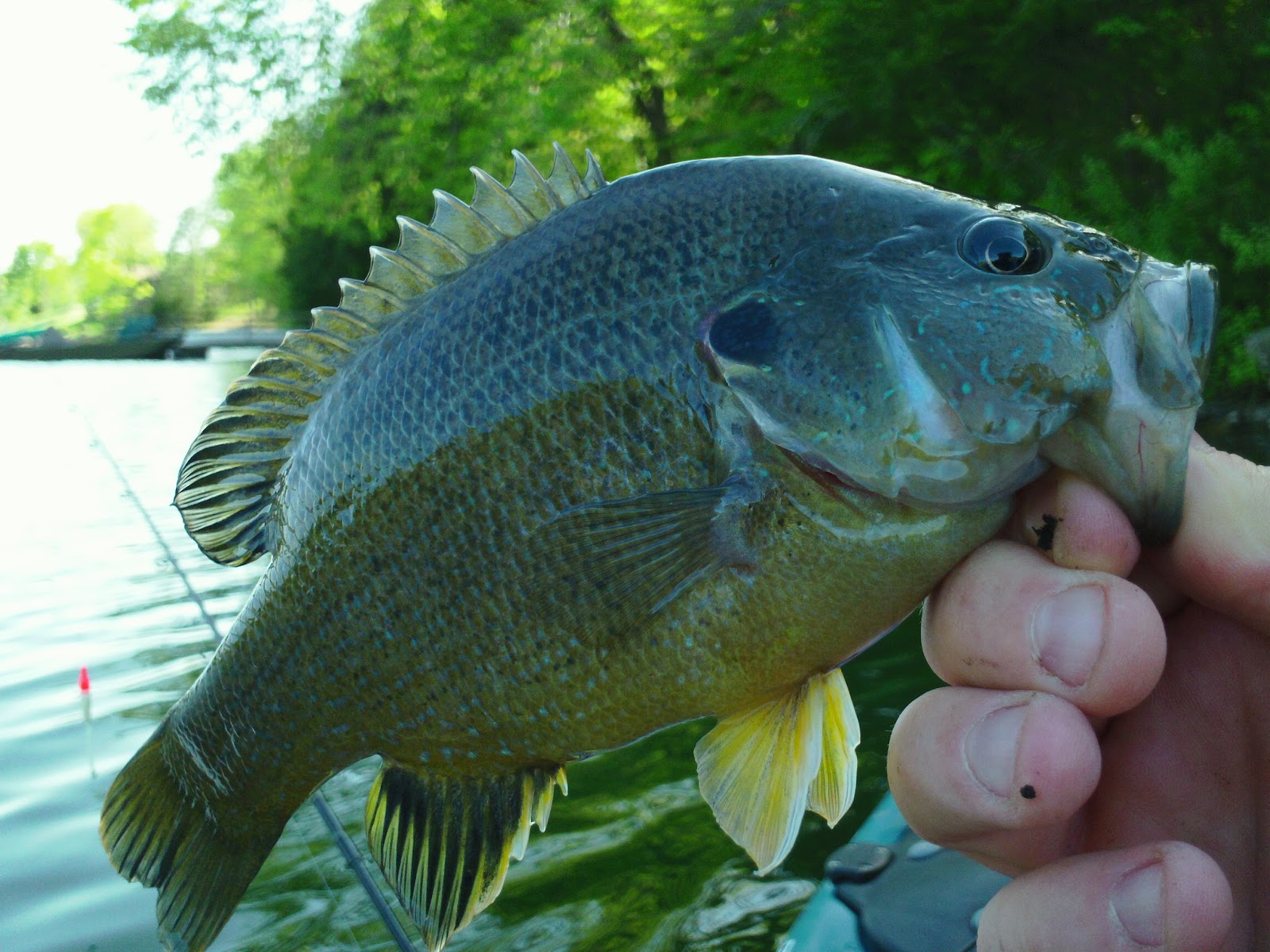 Fish Missouri: April 2012
