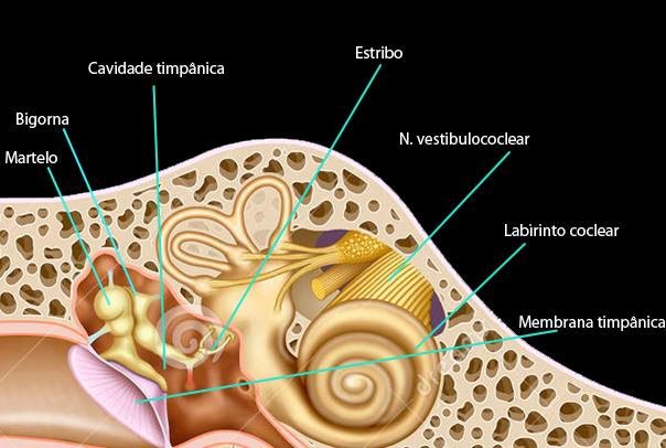 Eye and Ear: Orelha média e interna.