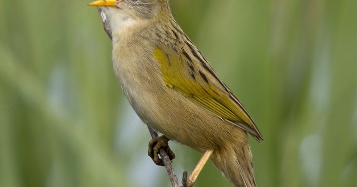 Aves del Nea: Coludo chico (Lesser-grass Finch) Emberizoides ypiranganus