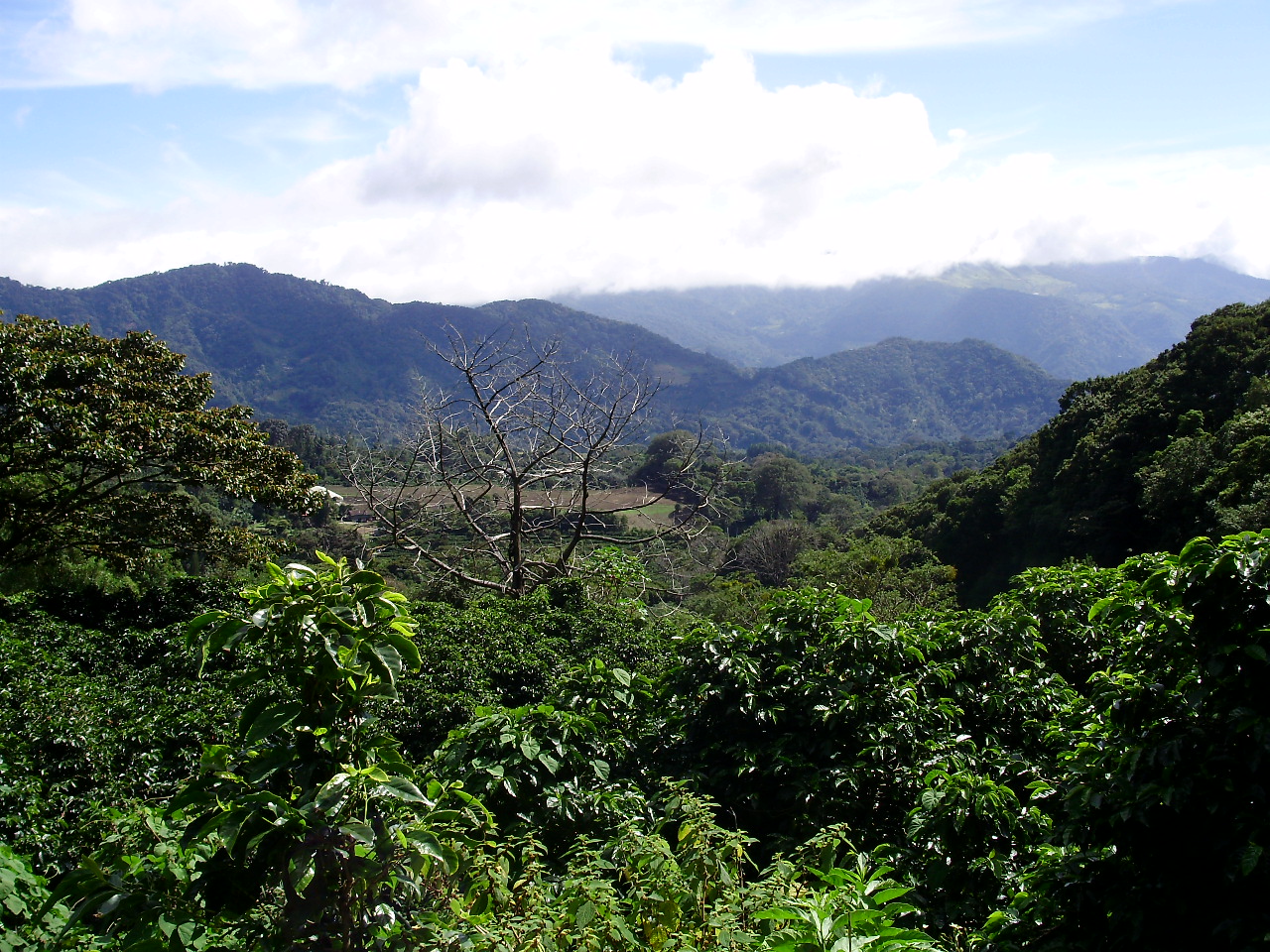 Alto Quiel, Boquete, Panama, hiking, coffee sighting
