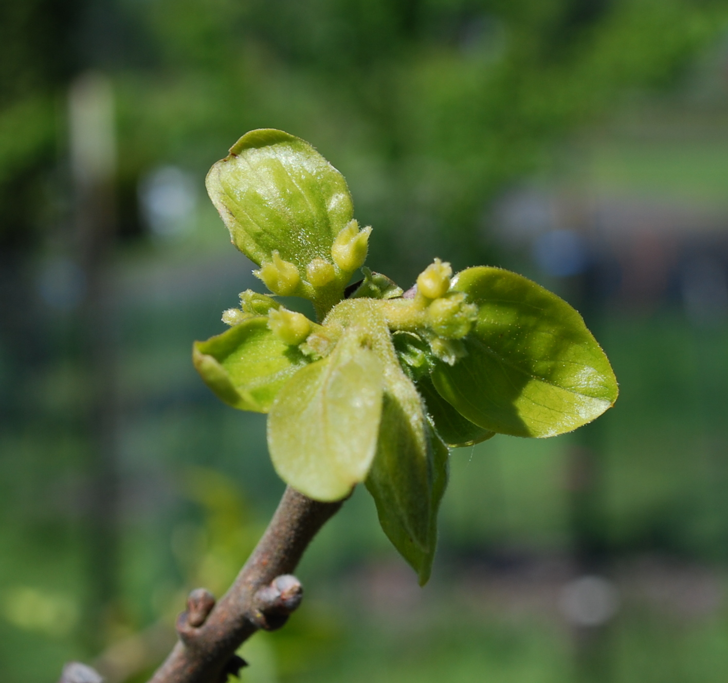 Daniel's Pacific NW Garden: Persimmons about to bloom. 5.8.17