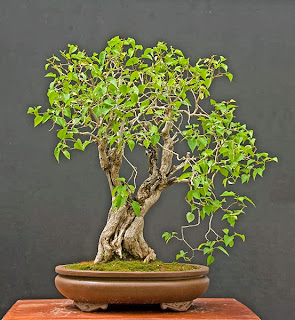 Walter Pall Bonsai Adventures: lilac #1