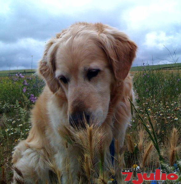 ¿COMO EVITAR LAS TEMIDAS ESPIGAS?