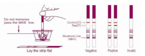 BB Bump Shop Ovulation Pregnancy Test Kits