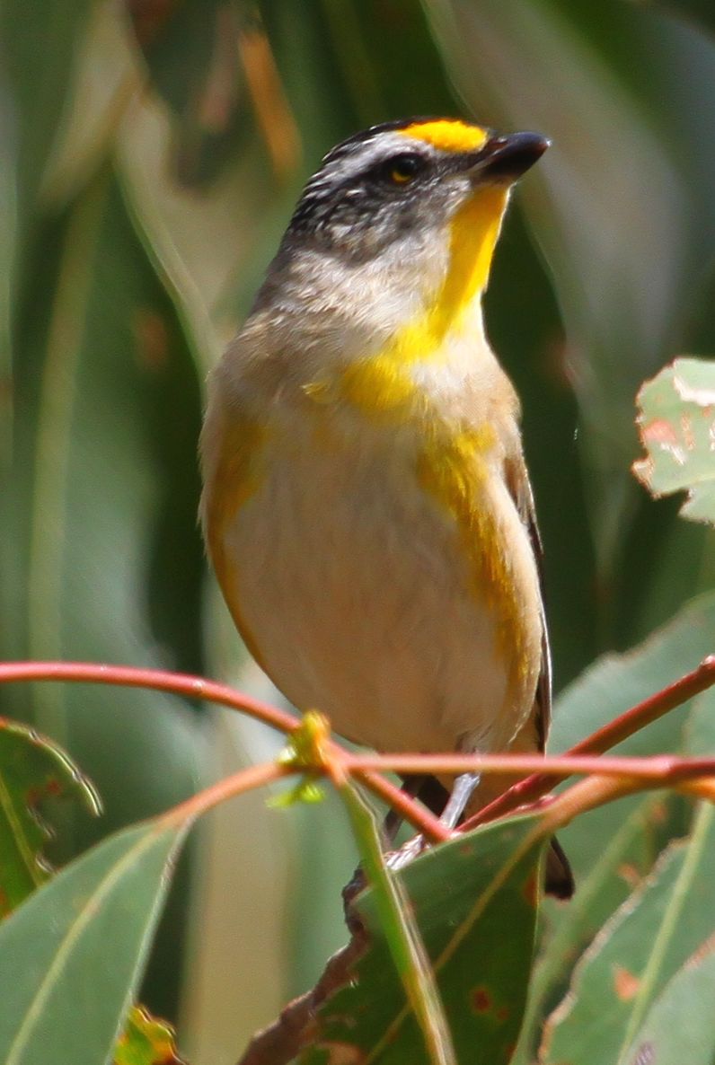 Richard Waring's Birds of Australia: Selection of Phillip Island bird ...