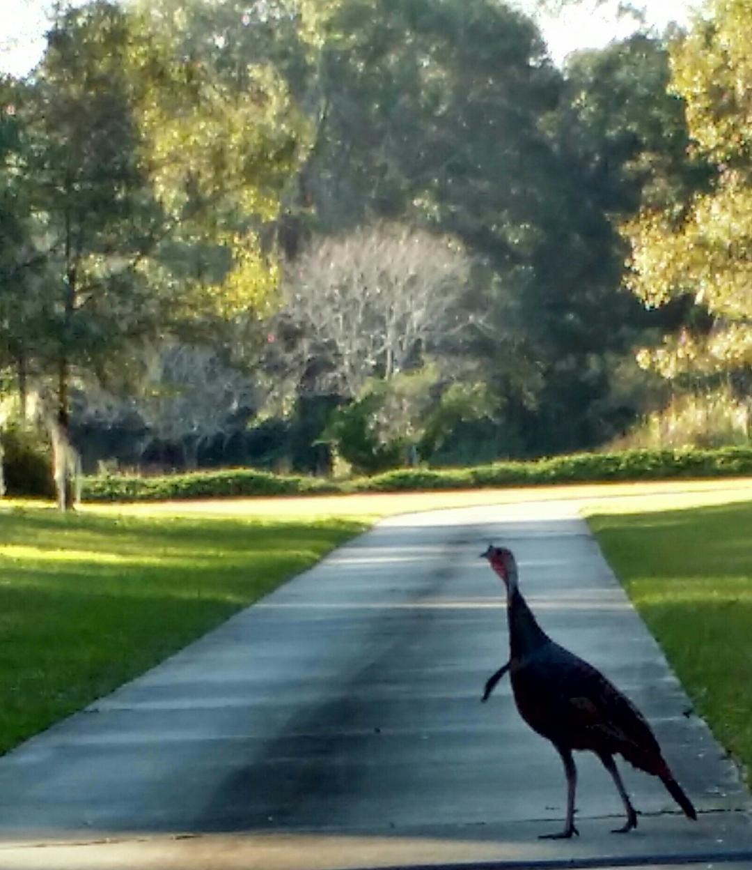 Angels for You: A Turkey Dancer: An Angel Message