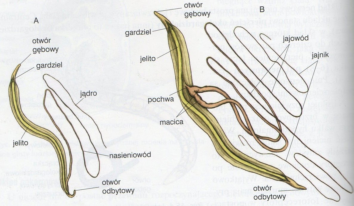 Biologia: NICIENIE (rozmnażanie się i rozwój)