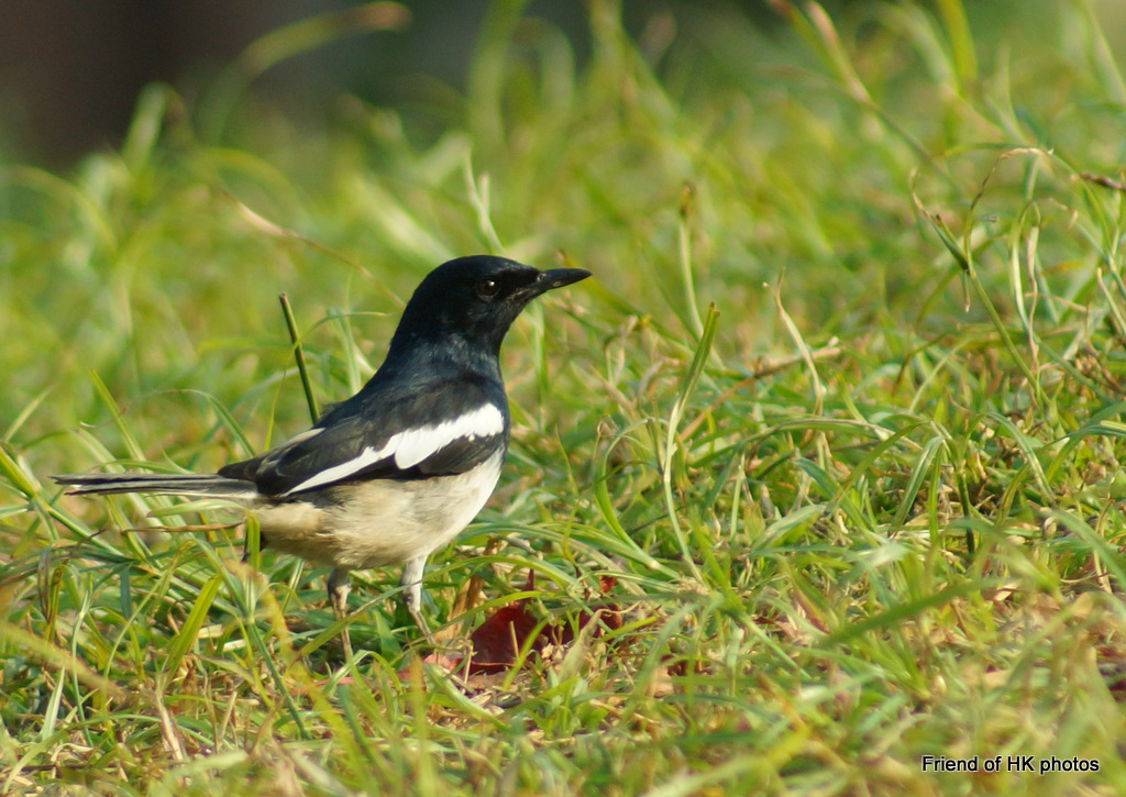Photographic Wildlife Stories in UK/Hong Kong: Local Birds