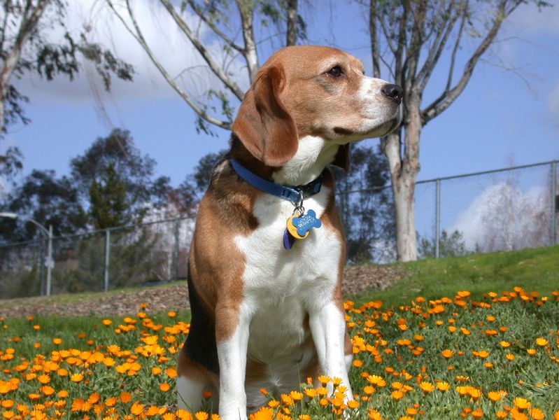 Dog Beagles | Dog Beagles